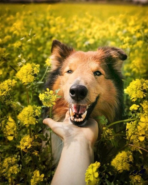 Why Do Dogs Cry? Here's How You Can Help Them - The Goody Pet