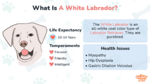 White Labrador - Your Complete Breed Guide - The Goody Pet