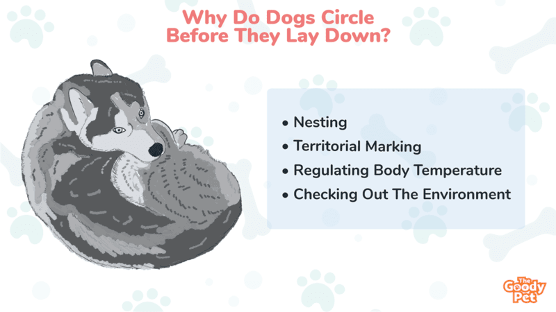 Why Do Dogs Circle Before They Lay Down? Understanding This Instinctive ...