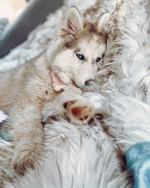 Dog Hiccups Understanding Why They Happen And How To Stop Them The