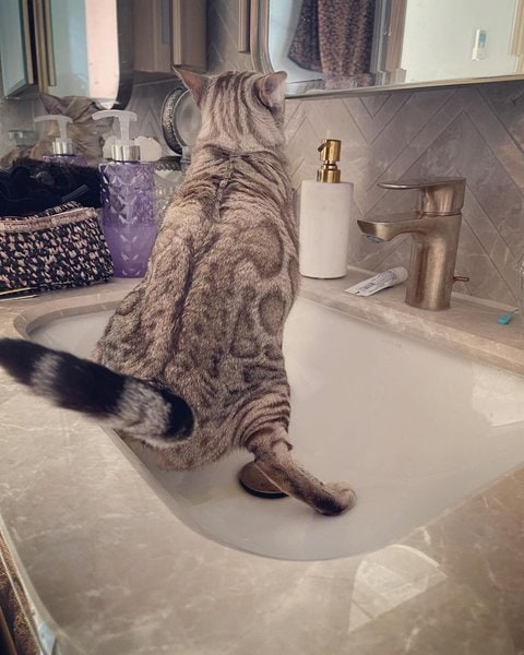 Help! My Cat Is Peeing Everywhere - What Should I Do? - The Goody Pet