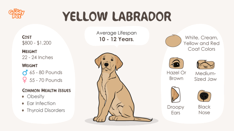 Yellow Labrador - Your Complete Breed Guide - The Goody Pet