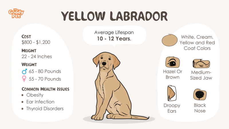What Is The Most Popular Labrador Collor