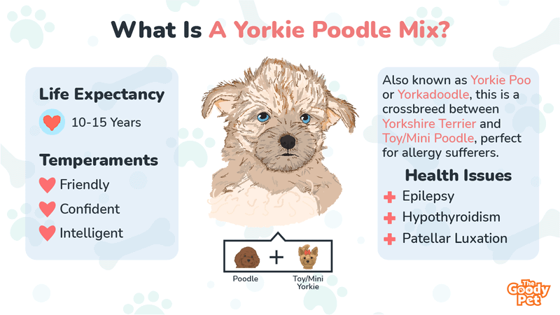 Yorkie Poodle Mix - Your Complete Breed Guide To The Yorkie Poo - The ...