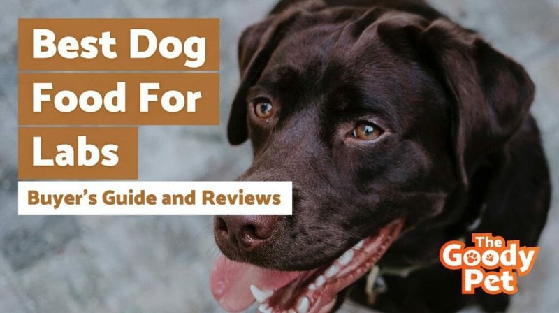 7 Best Dog Foods For Labrador Retrievers (June 2022: Reviews) - The ...