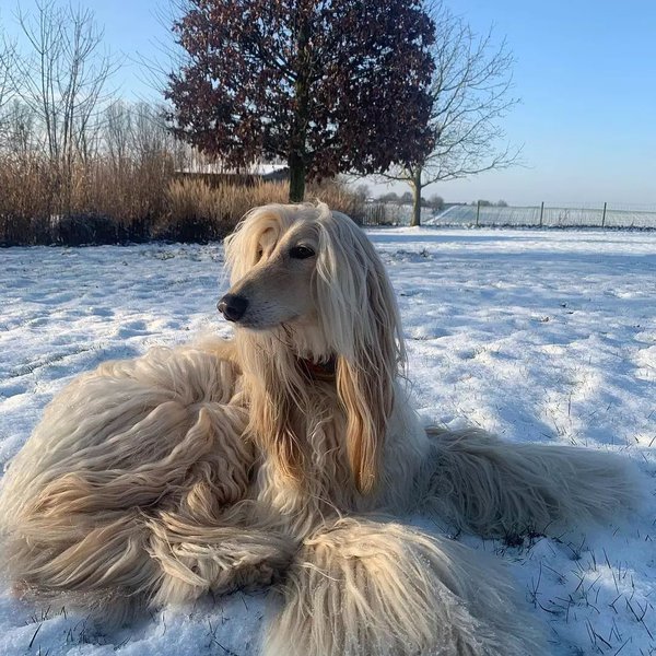 What Big Dogs Don't Shed - Here Are 14 Large Non-shedding Dogs - The ...