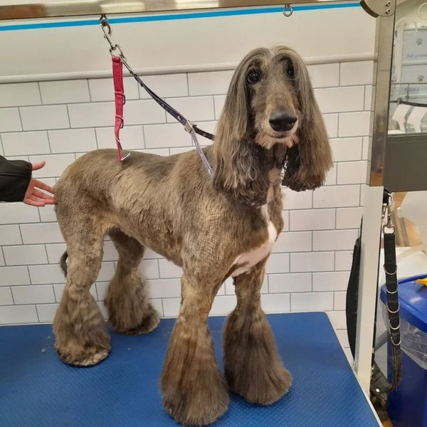 Top 21 Haircuts For The Elegant Afghan Hounds - The Goody Pet