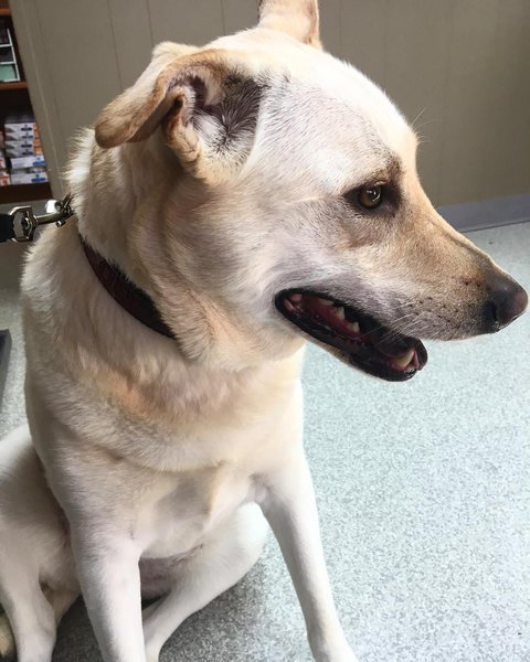What Painkillers Are Safe For Dogs? FDA Has Approved These XX Pain ...