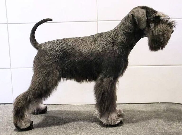 23 Adorable Miniature Schnauzer Haircuts