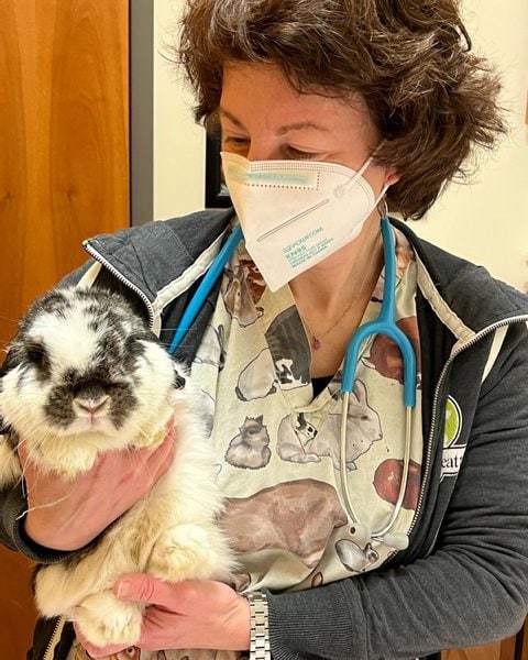 Top Veterinarians In Seattle, Washington [Updated: 2022] - The Goody Pet