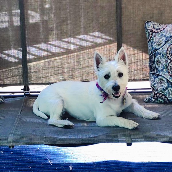 Top 6 Westie Haircuts That You Will Never Look At West Highland White ...
