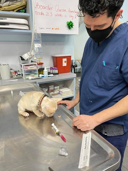 Top 15 Veterinarians In The Bronx, Bronx [Updated: 2023] - The Goody Pet