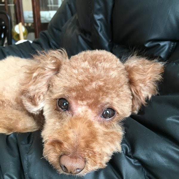 What Painkillers Are Safe For Dogs? FDA Has Approved These XX Pain ...