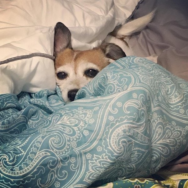 What Painkillers Are Safe For Dogs? FDA Has Approved These XX Pain ...