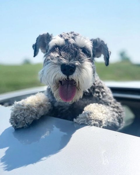 Schnauzer Haircuts - Top 23 Styles To Try Them Out Now - The Goody Pet