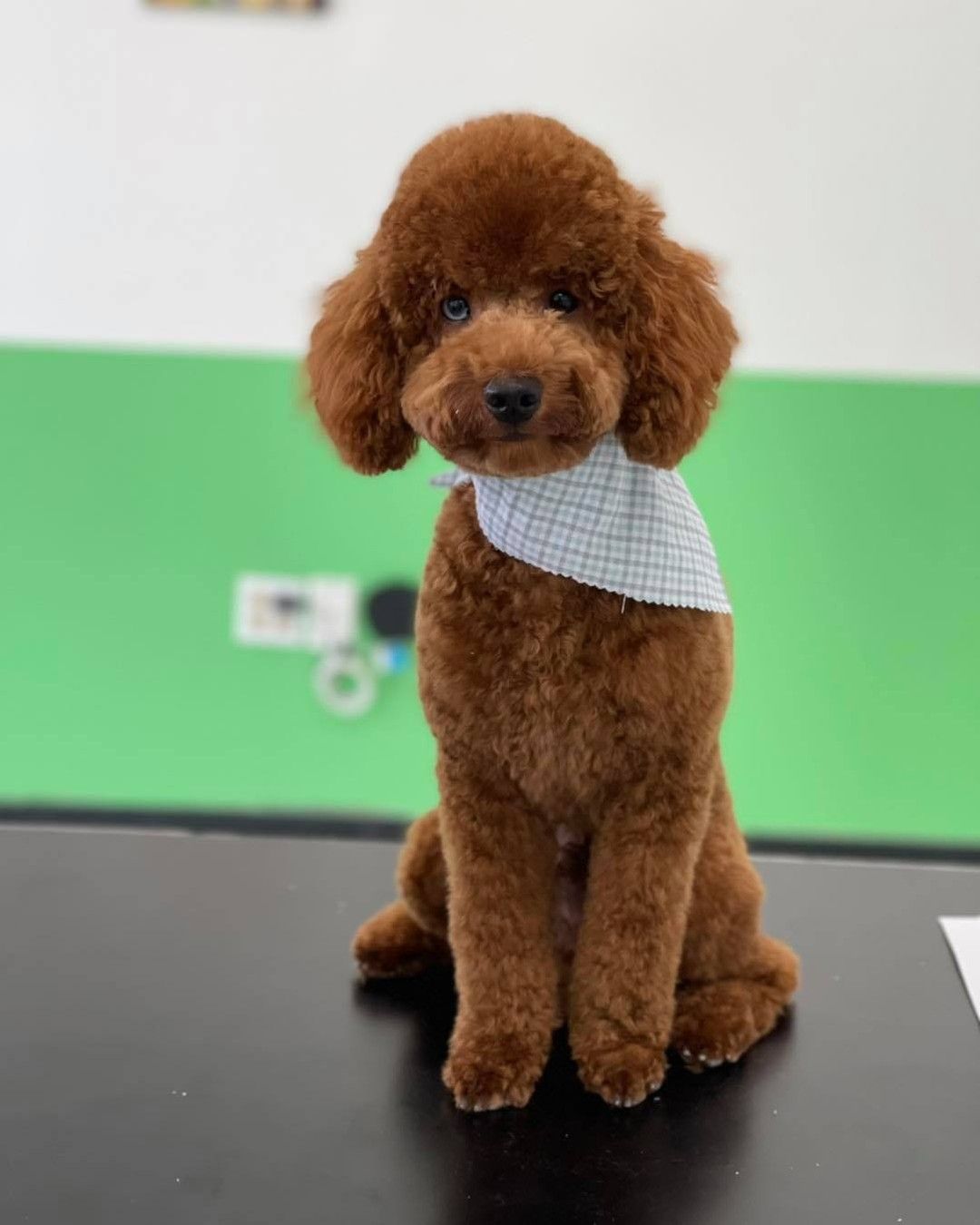Top 29 Groomers In Houston, Texas [Updated: 2022] - The Goody Pet