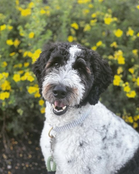 Top 16 Groomers In Boston, Massachusetts [Updated: 2022] - The Goody Pet