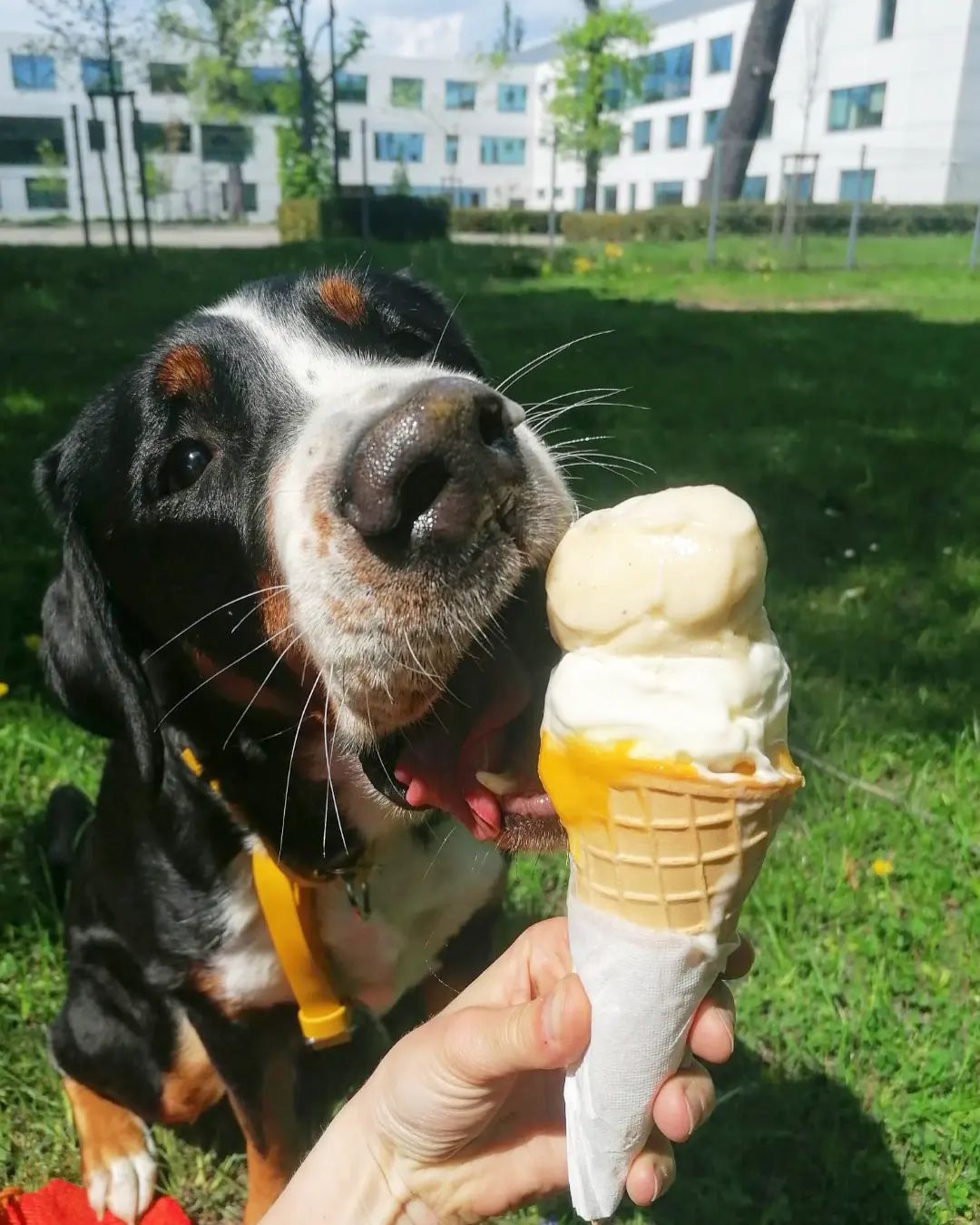 What Kind Of Ice Cream Can Dogs Eat? 22 Must-Have Flavors Dogs Enjoy ...