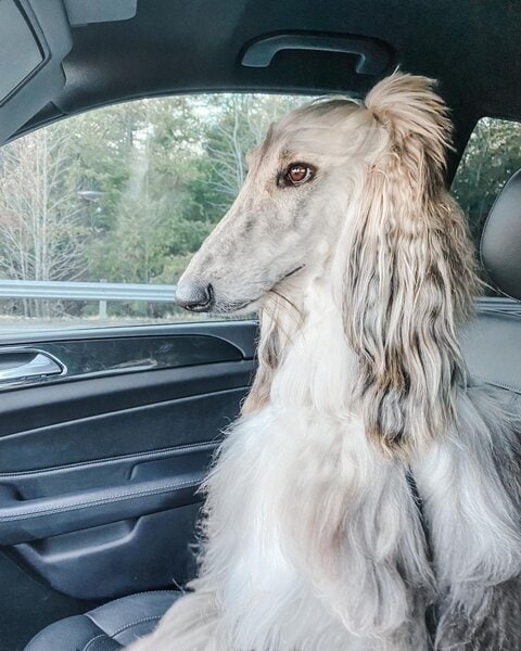 Top 21 Haircuts For The Elegant Afghan Hounds - The Goody Pet