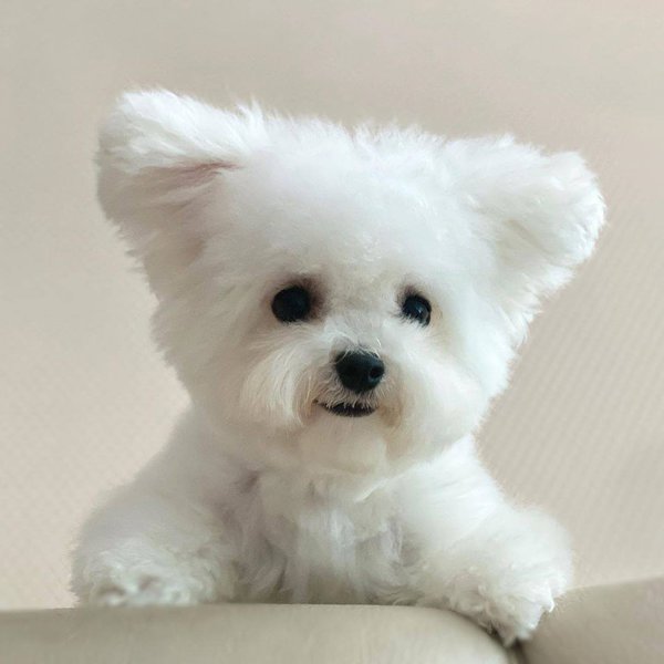 Bichon Frise Haircuts - Top 22 Styles To Try Them Out Now - The Goody Pet