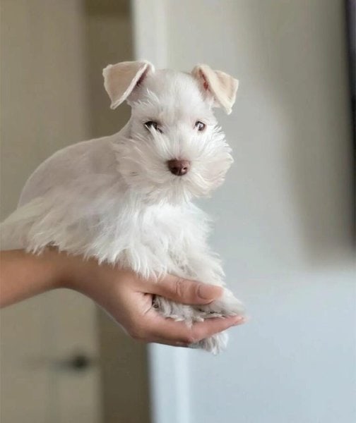 23 Adorable Miniature Schnauzer Haircuts - Dogdorable