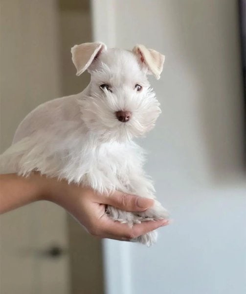 Schnauzer Haircuts - Top 23 Styles To Try Them Out Now - The Goody Pet