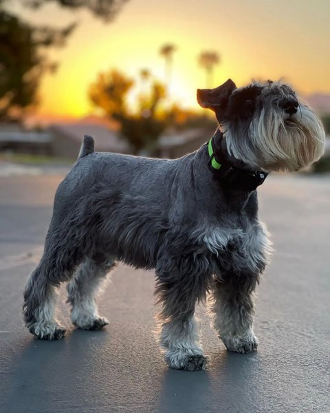Schnauzer Haircuts - Top 23 Styles To Try Them Out Now - The Goody Pet