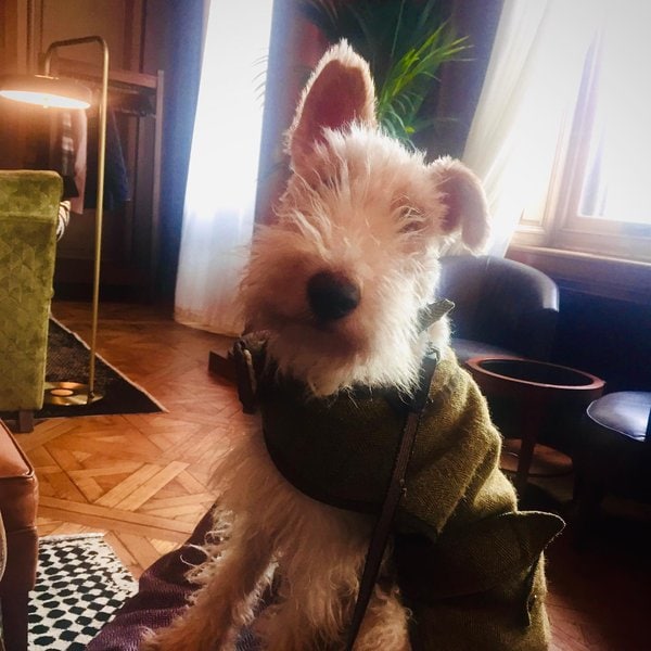 32 Amazing Scottish Terrier Mixes The Scots Would Love - The Goody Pet