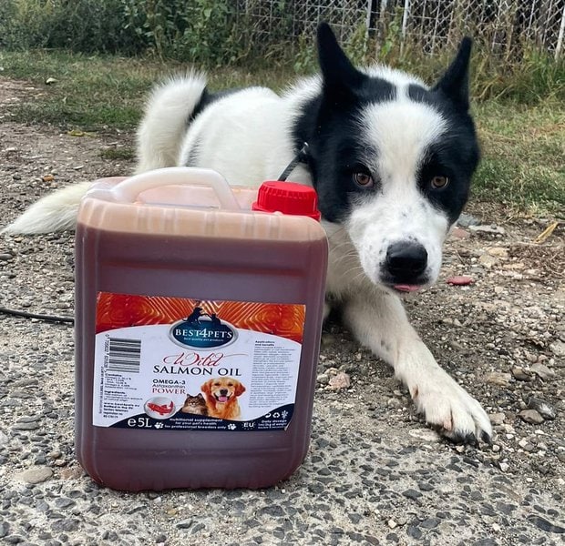 What Painkillers Are Safe For Dogs? FDA Has Approved These XX Pain ...