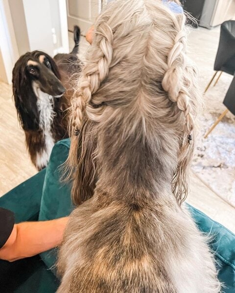 Top 21 Haircuts For The Elegant Afghan Hounds - The Goody Pet