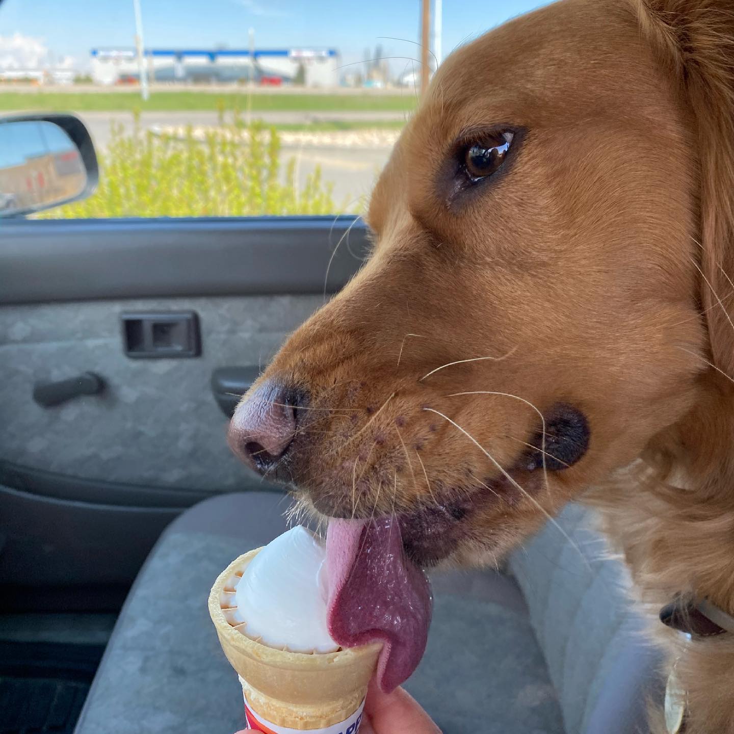 What Kind Of Ice Cream Can Dogs Eat? 22 Must-Have Flavors Dogs Enjoy ...
