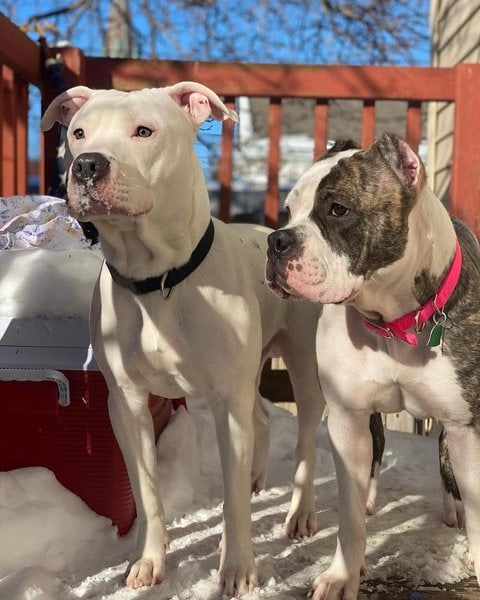 American Bulldog VS Pitbull – The Top 21 Differences You Never Knew ...