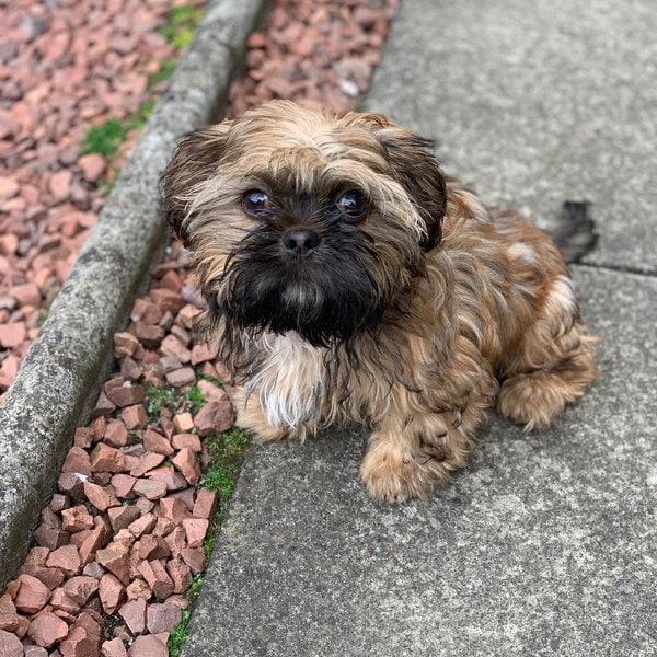 32 Amazing Scottish Terrier Mixes The Scots Would Love - The Goody Pet