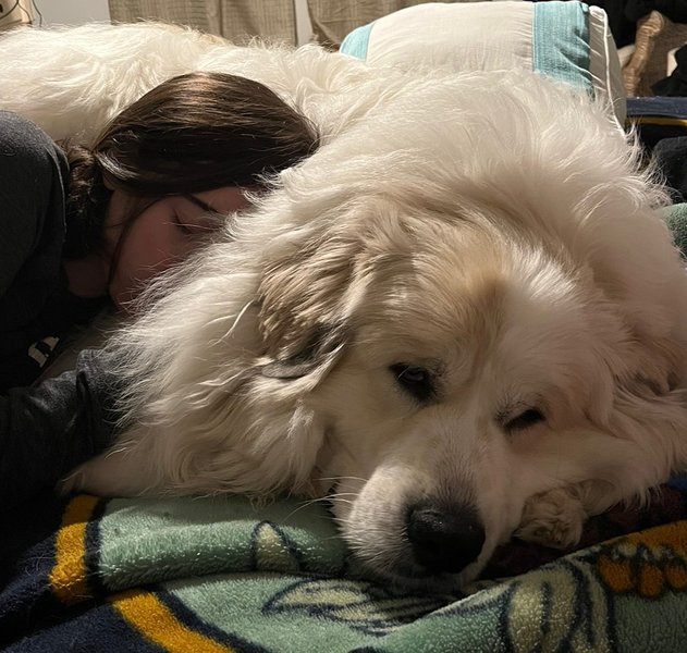 Maremma Sheepdog VS Great Pyrenees – The Top 24 Differences You Never ...