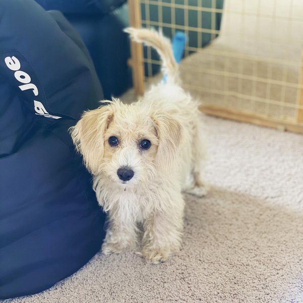 32 Amazing Scottish Terrier Mixes The Scots Would Love - The Goody Pet