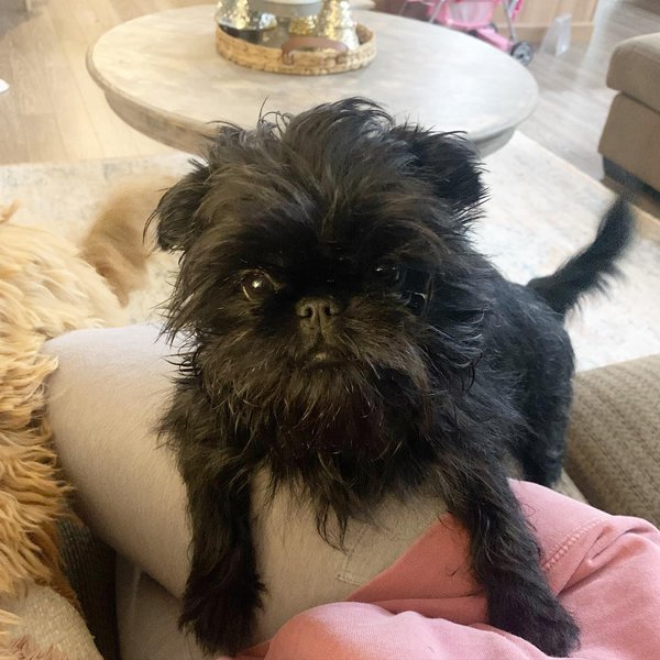 Affenpinscher VS Brussels Griffon – 22 Surprising Differences You’ll ...