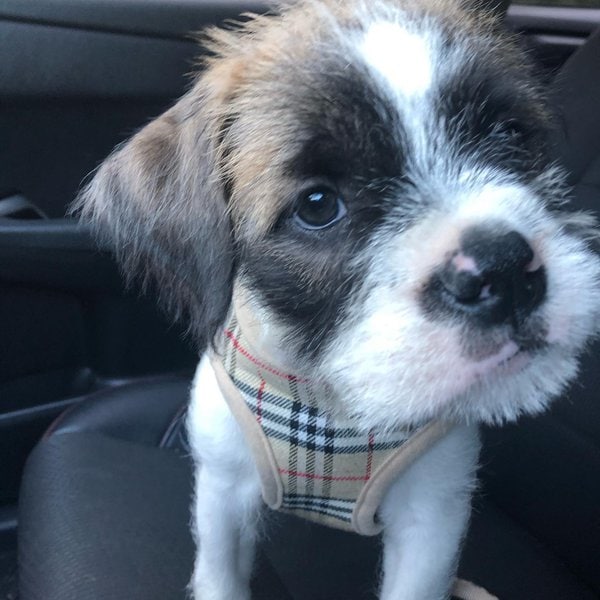 32 Amazing Scottish Terrier Mixes The Scots Would Love - The Goody Pet