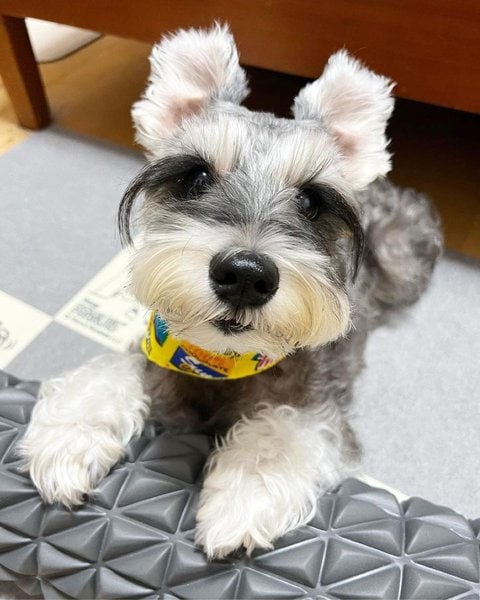 Schnauzer Haircuts - Top 23 Styles To Try Them Out Now - The Goody Pet