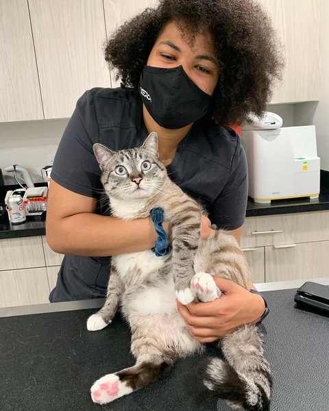 Top 22 Veterinarians In Boston, Massachusetts [Updated: 2022] - The ...