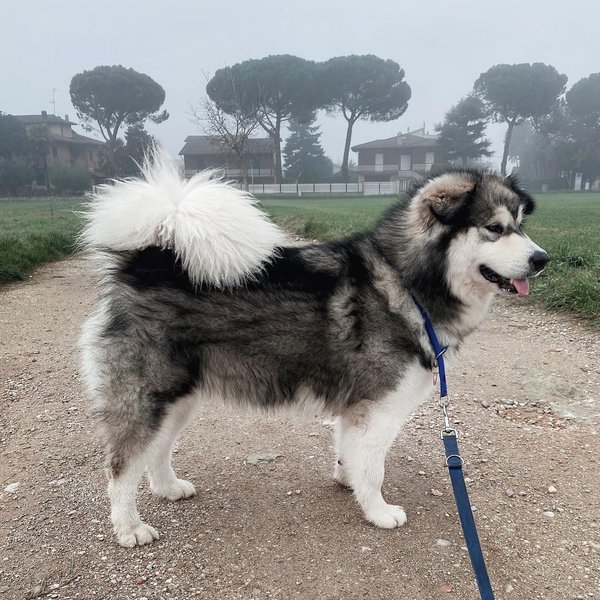 Alaskan Malamute VS Siberian Husky – 22 Surprising Differences You’ll ...