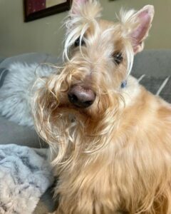 32 Amazing Scottish Terrier Mixes The Scots Would Love - The Goody Pet