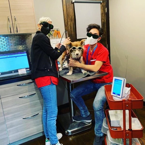 Top 15 Veterinarians In The Bronx, Bronx [Updated: 2023] - The Goody Pet