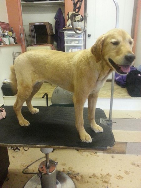 Golden Retriever Haircuts - Top XXX Styles To Try Them Out Now - The ...