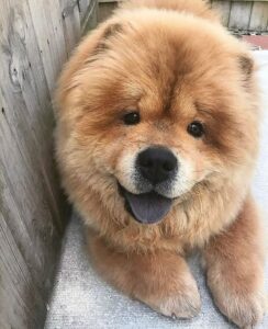 Top 16 Haircuts For The Magnificent Chow Chow - The Goody Pet