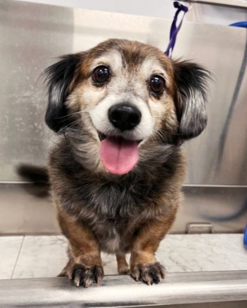 Top 7 Groomers In Centennial, Colorado [Updated: 2023] - The Goody Pet