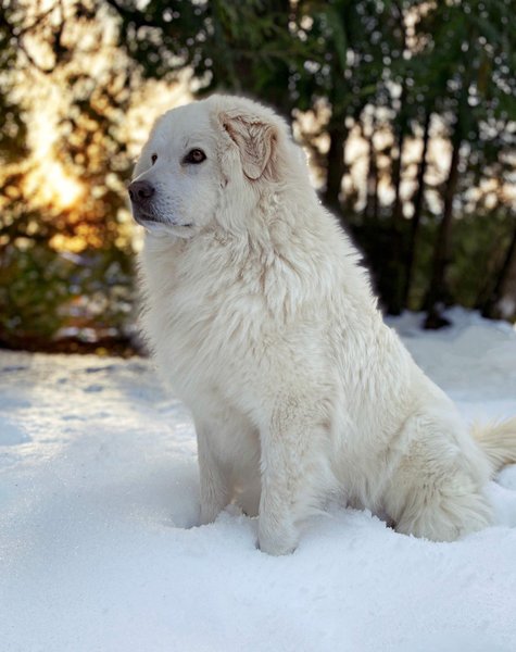 Maremma Sheepdog VS Great Pyrenees – The Top 24 Differences You Never ...