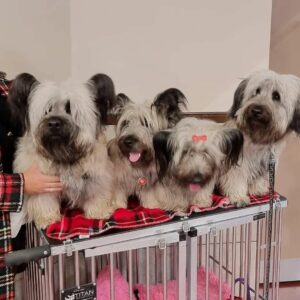 32 Amazing Scottish Terrier Mixes The Scots Would Love - The Goody Pet