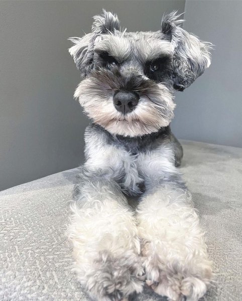 Schnauzer Haircuts - Top 23 Styles To Try Them Out Now - The Goody Pet