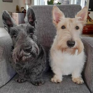 32 Amazing Scottish Terrier Mixes The Scots Would Love - The Goody Pet