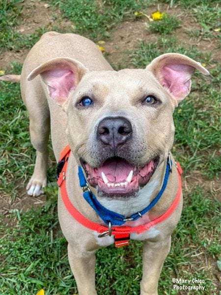 Top 21 Veterinarians In Baltimore, Maryland [Updated: 2022] - The Goody Pet